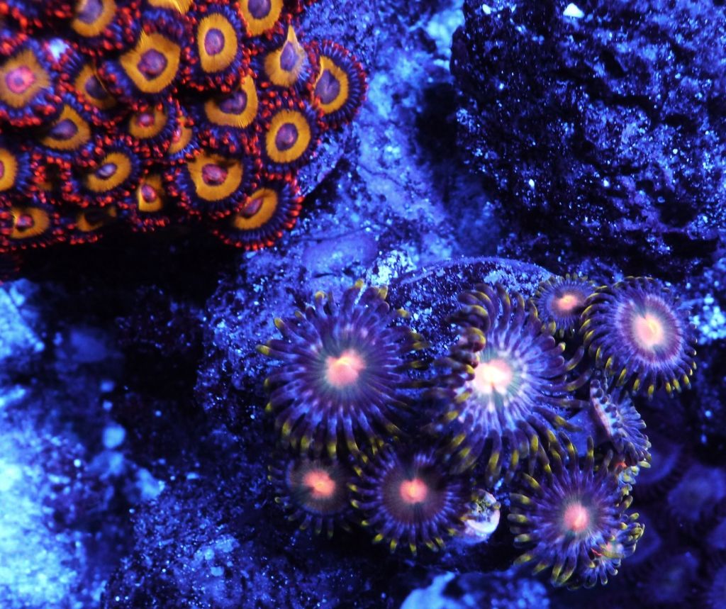 Zoanthid Spotlight: Fruit Loops | Reef2Reef
