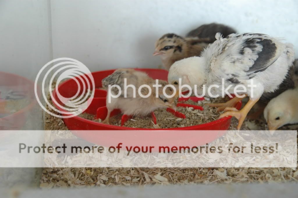 kuiken van tarwekleurige dieren is wit? - Pagina 4 - Kippenforum.nl