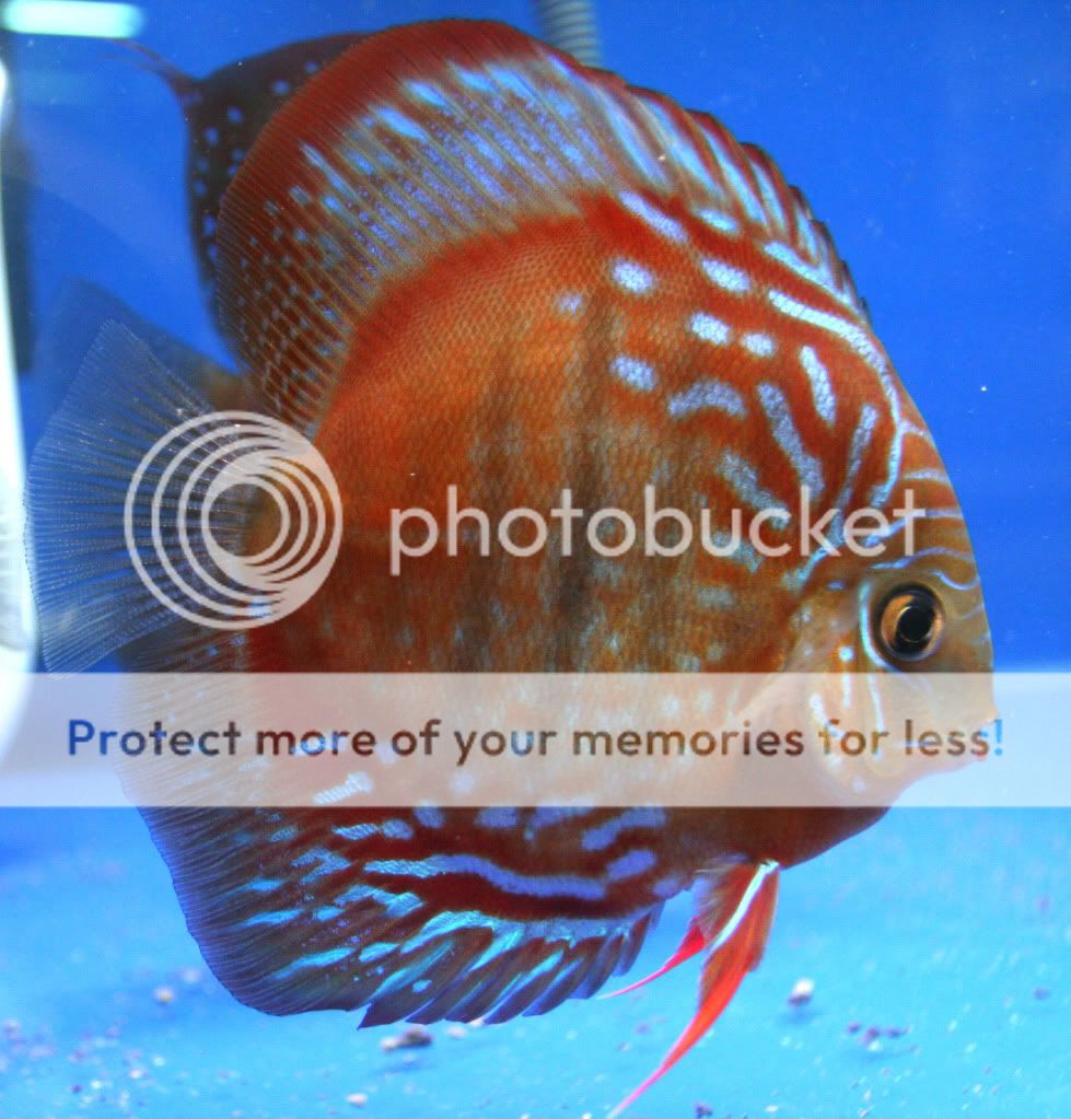 Discus Male Female Identification at Lavon Sotelo blog