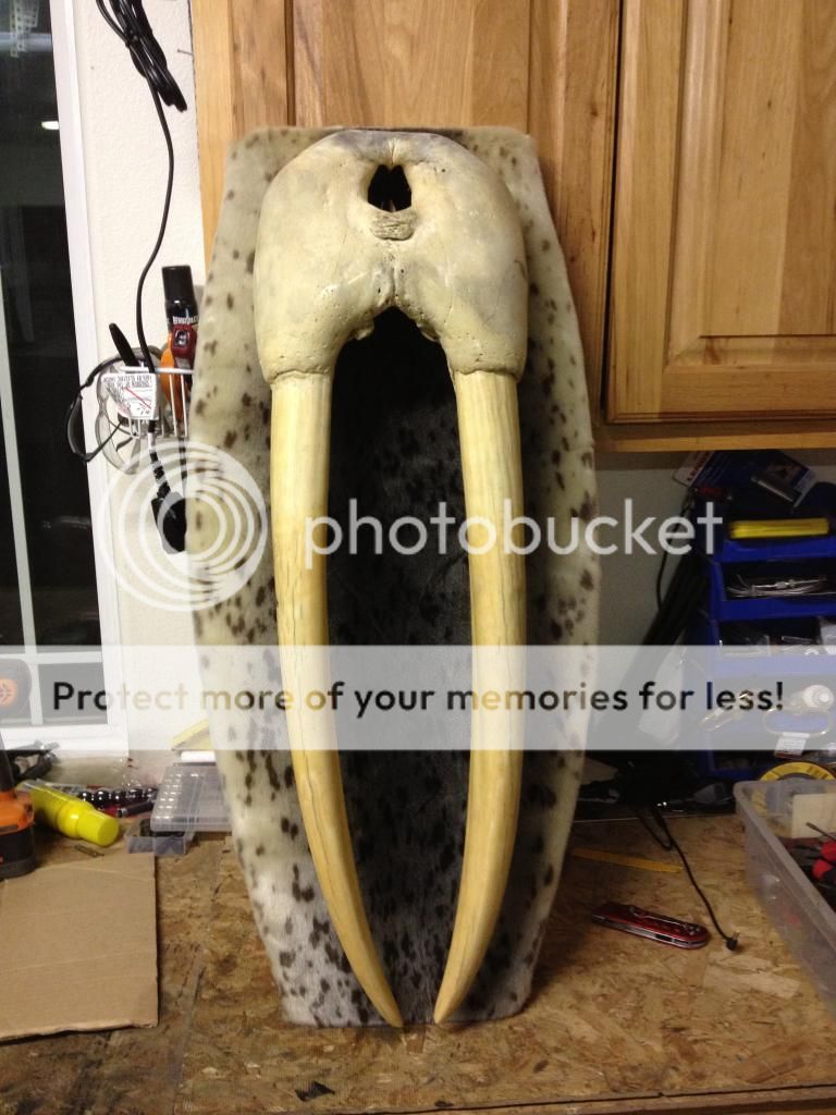 How to Mount a Walrus Skull